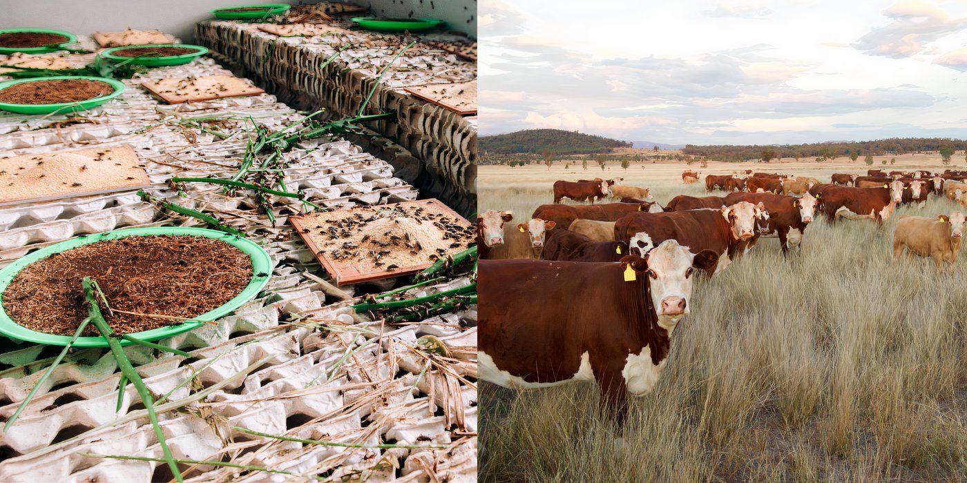 Eating Insects For Food: What Are the Benefits?