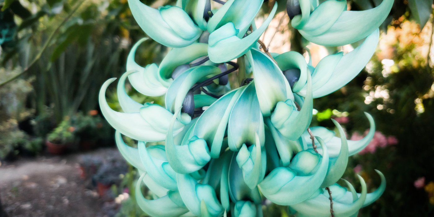 Rare Colores: 7 Flowers With a Striking Color Palette