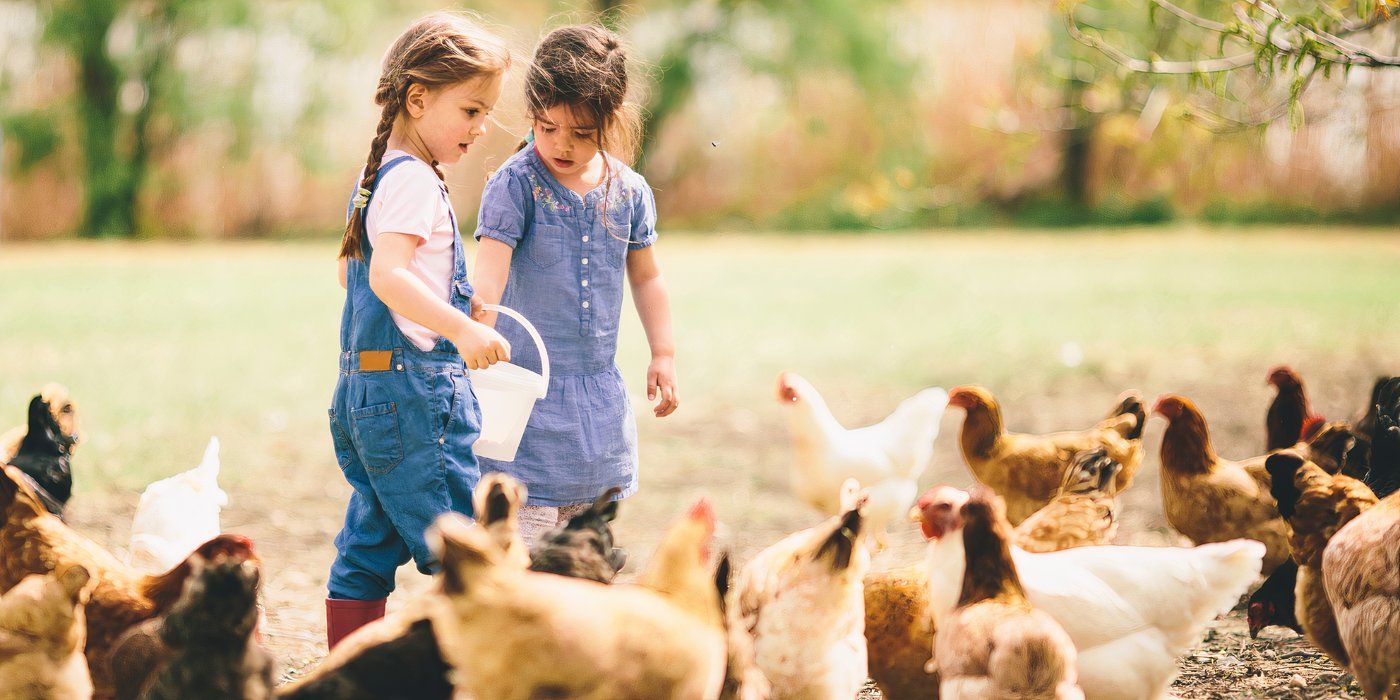Garden Chickens: How Raising Chickens Improves Suburban Homesteading