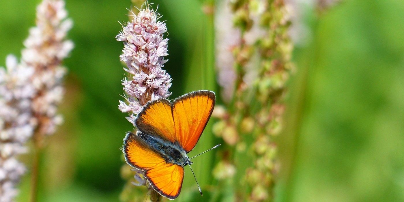 Top 5 Insects for a Thriving Pollinator Garden