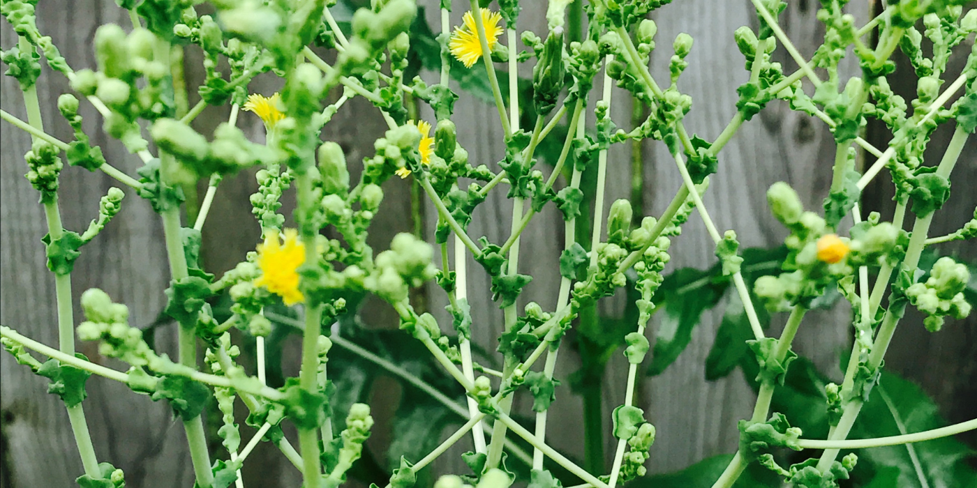 Plant Bolting: Growing Vegetables and Harvesting at the Right Times