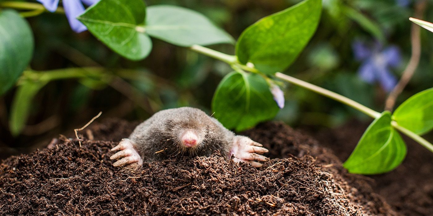 Use Vinegar to Get Rid of Ground Moles