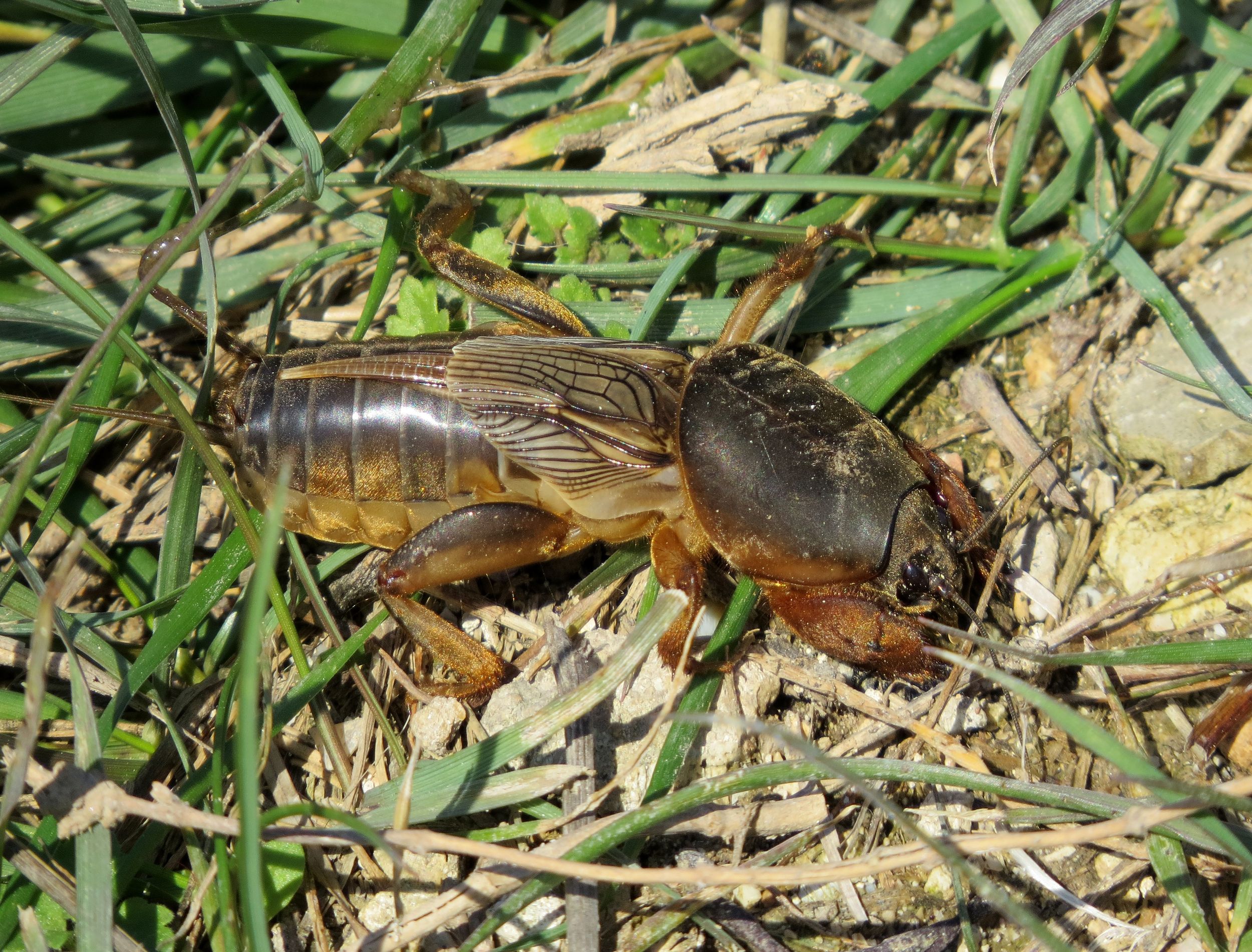 Effective Lawn Pest Control: Keeping Crickets at Bay