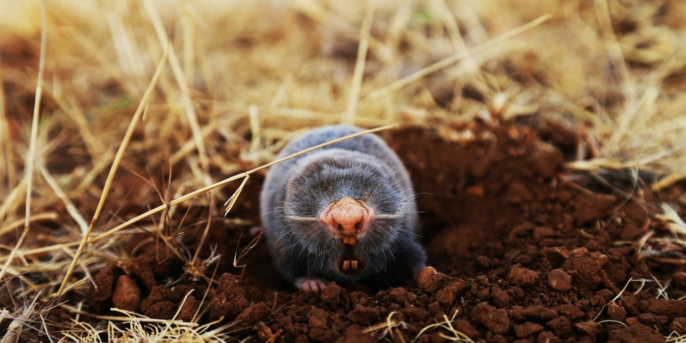 Beyond Bugs: 6 Larger Creatures Devastating Your Garden