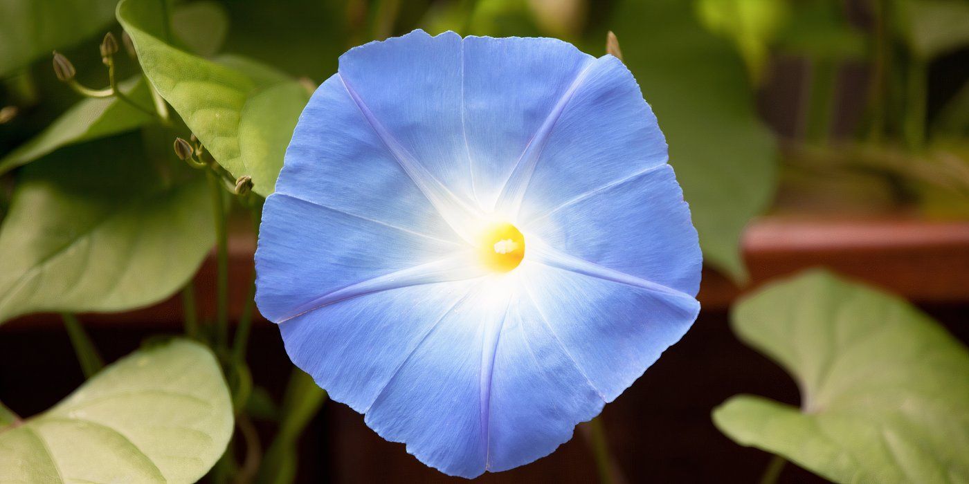 6 Different Types of Flowers That Change Colors