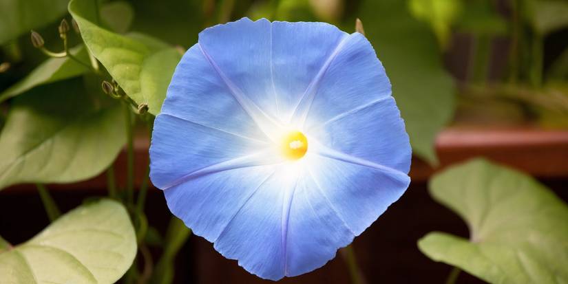 6 Different Types of Flowers That Change Colors