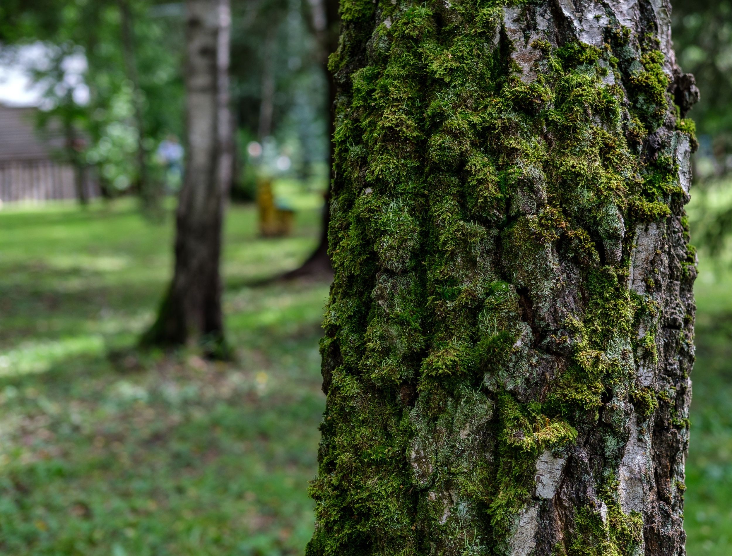 Tree Moss: How to Handle It and What It Means for Your Trees