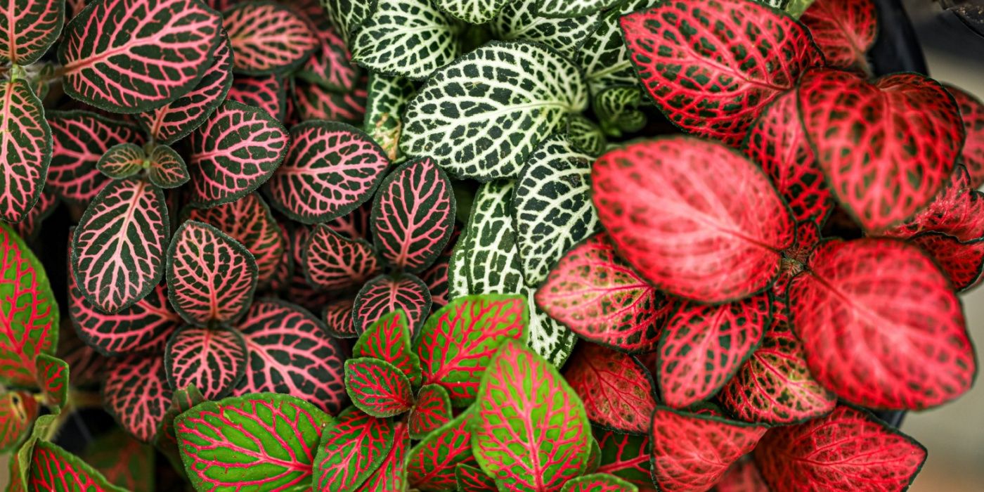 8 Rare Houseplants That Will Leave Your Guests in Awe