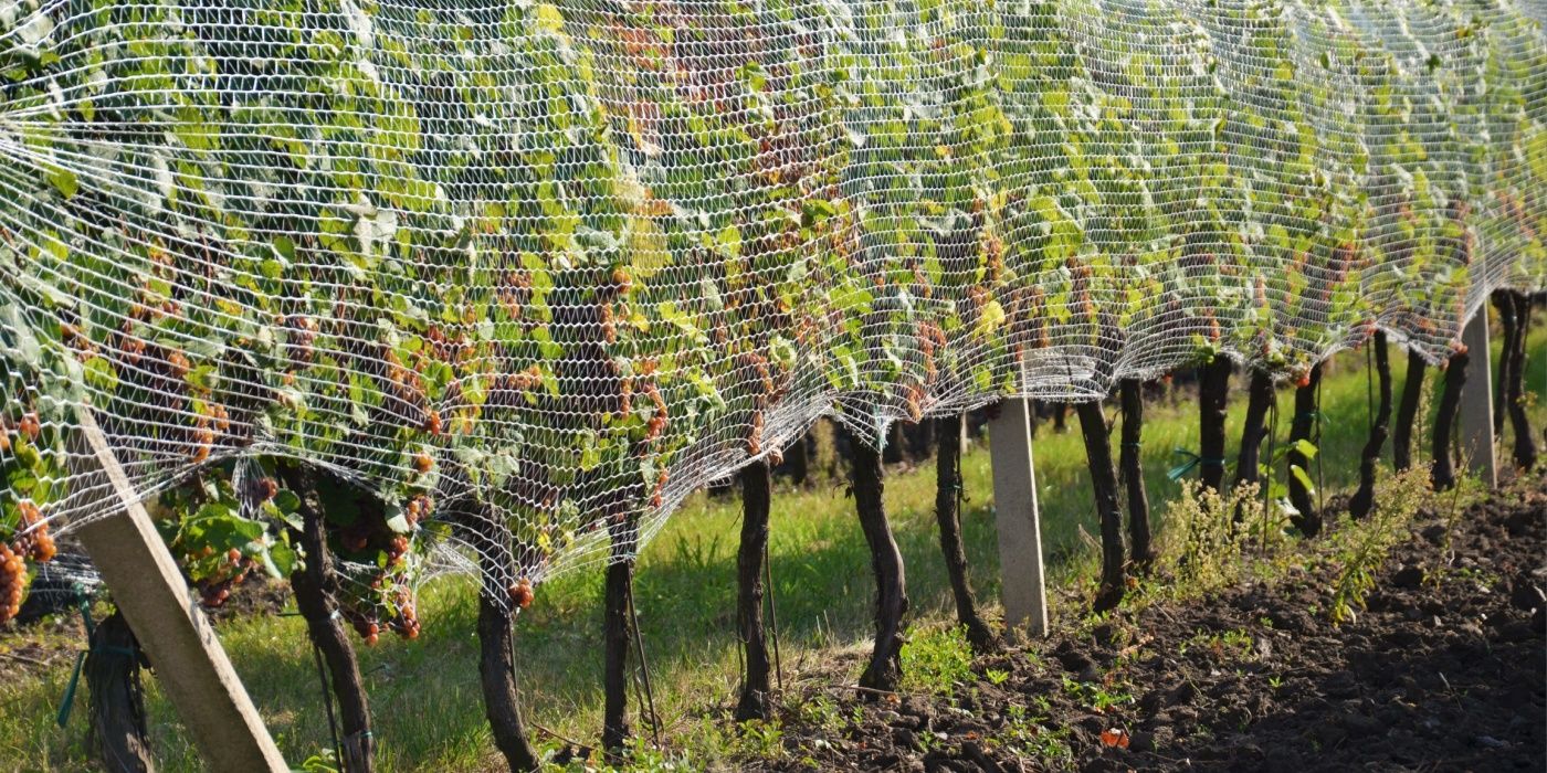 Step-by-Step Guide to Building Your Own Fruit Cage