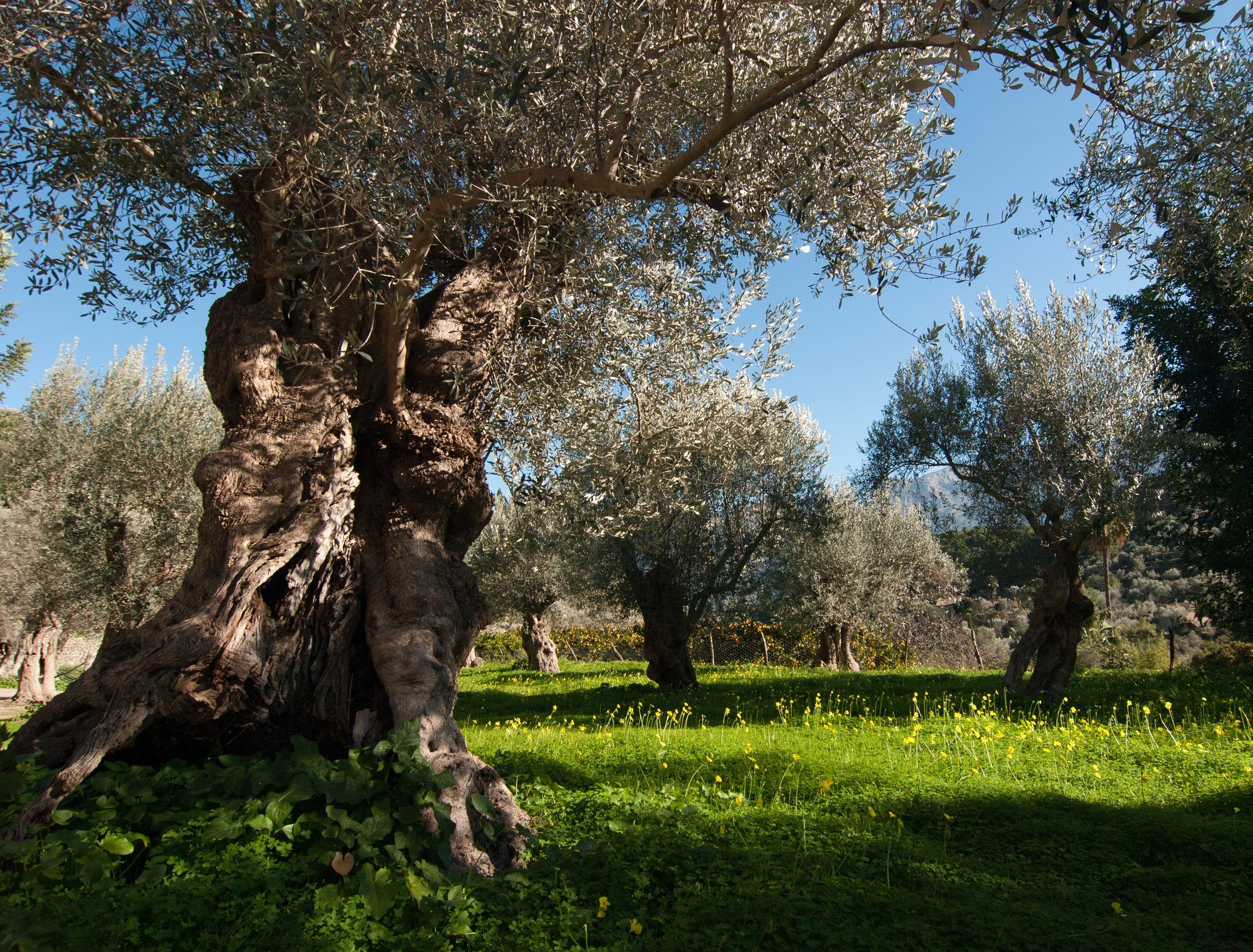 The First Gardens: Some of the Oldest Garden Plants