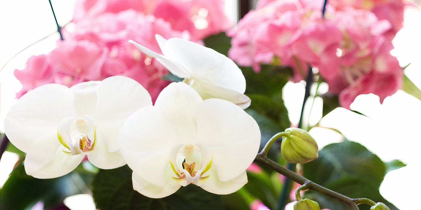 Top Flowers to Celebrate the 2024 Summer Olympics