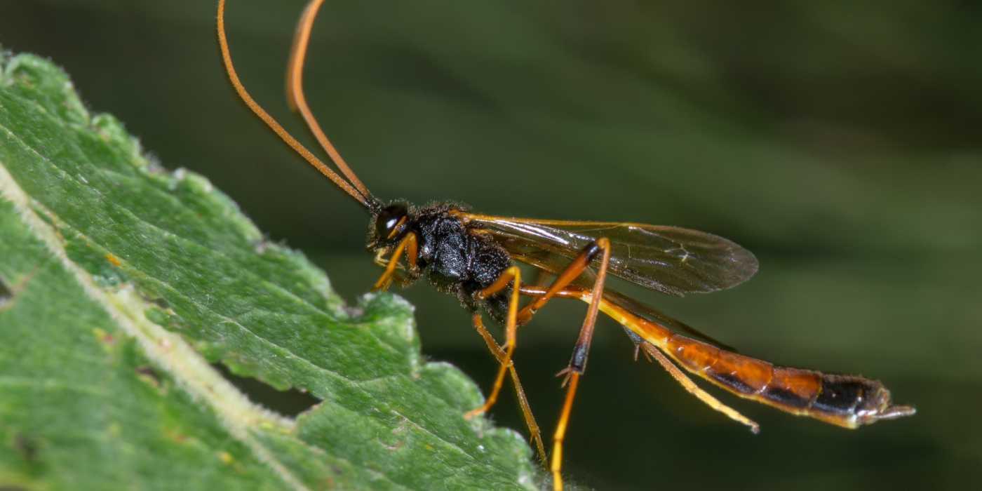 How Soil Nematodes Help With Garden Pest Control
