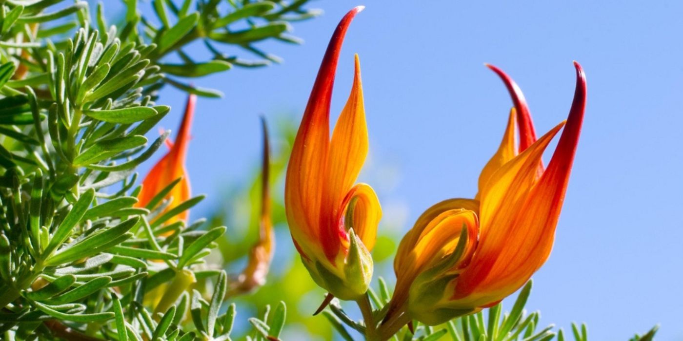 Show Off Your Garden With These 7 Highly Unique Flowers