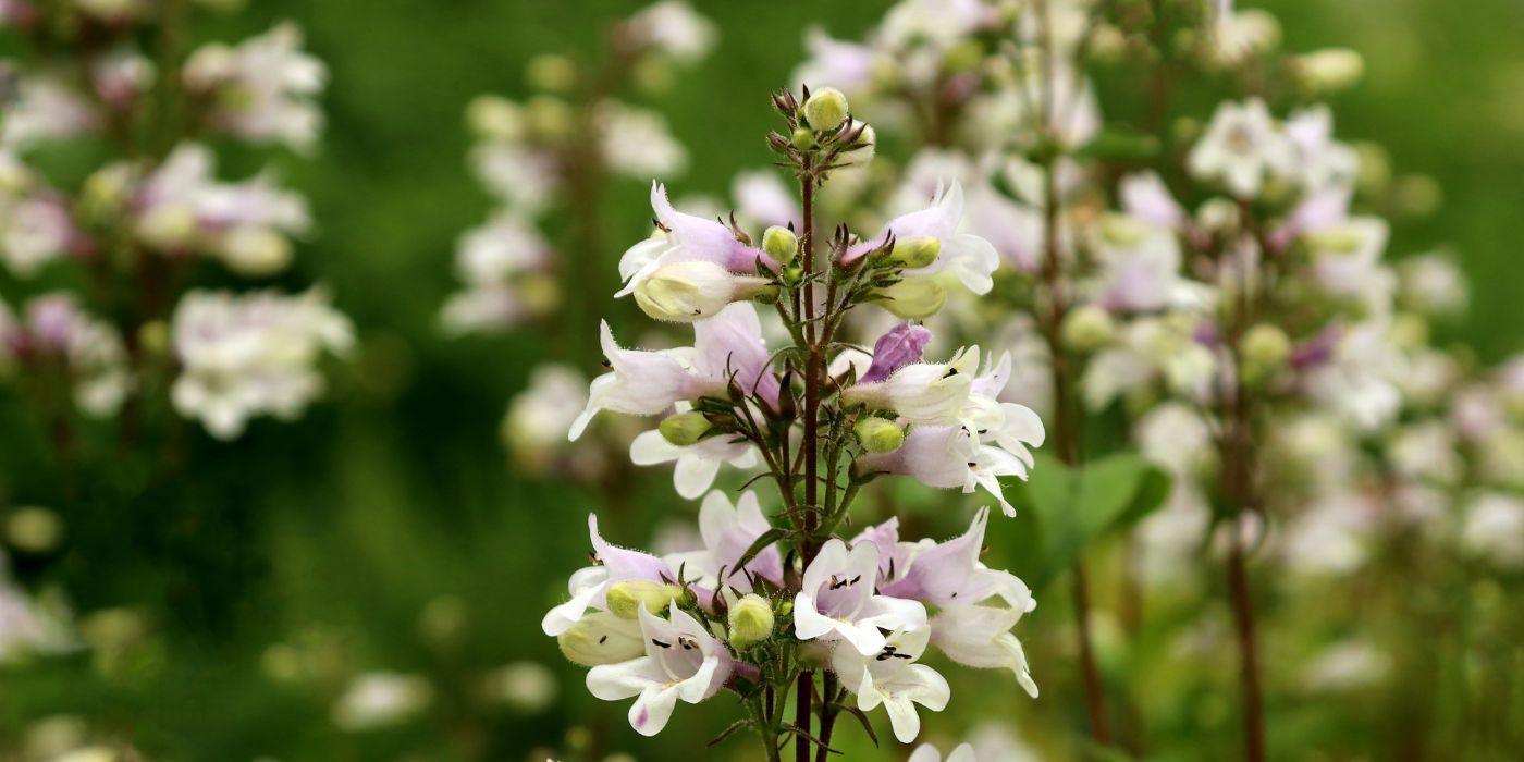 Introducing Five Biennial Flowers for a Vibrant Garden