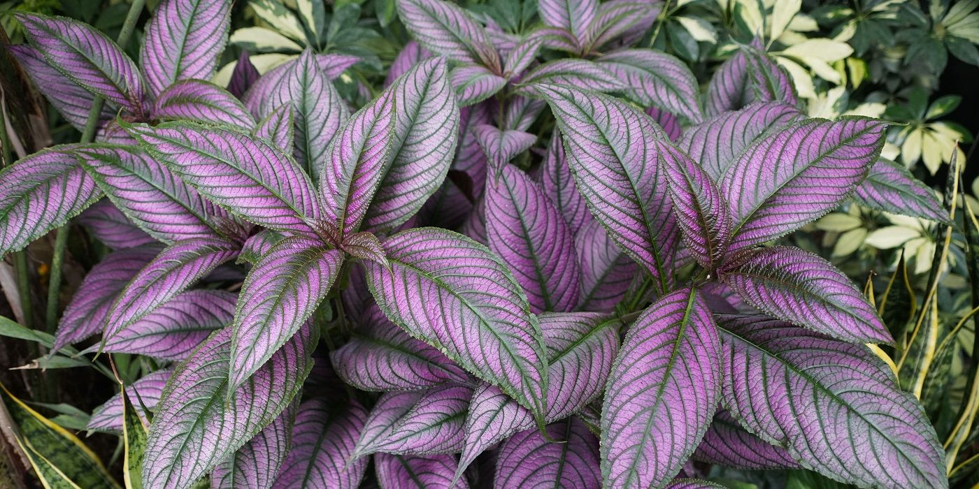 Elevating Outdoor Aesthetics with Non-flowering Plants