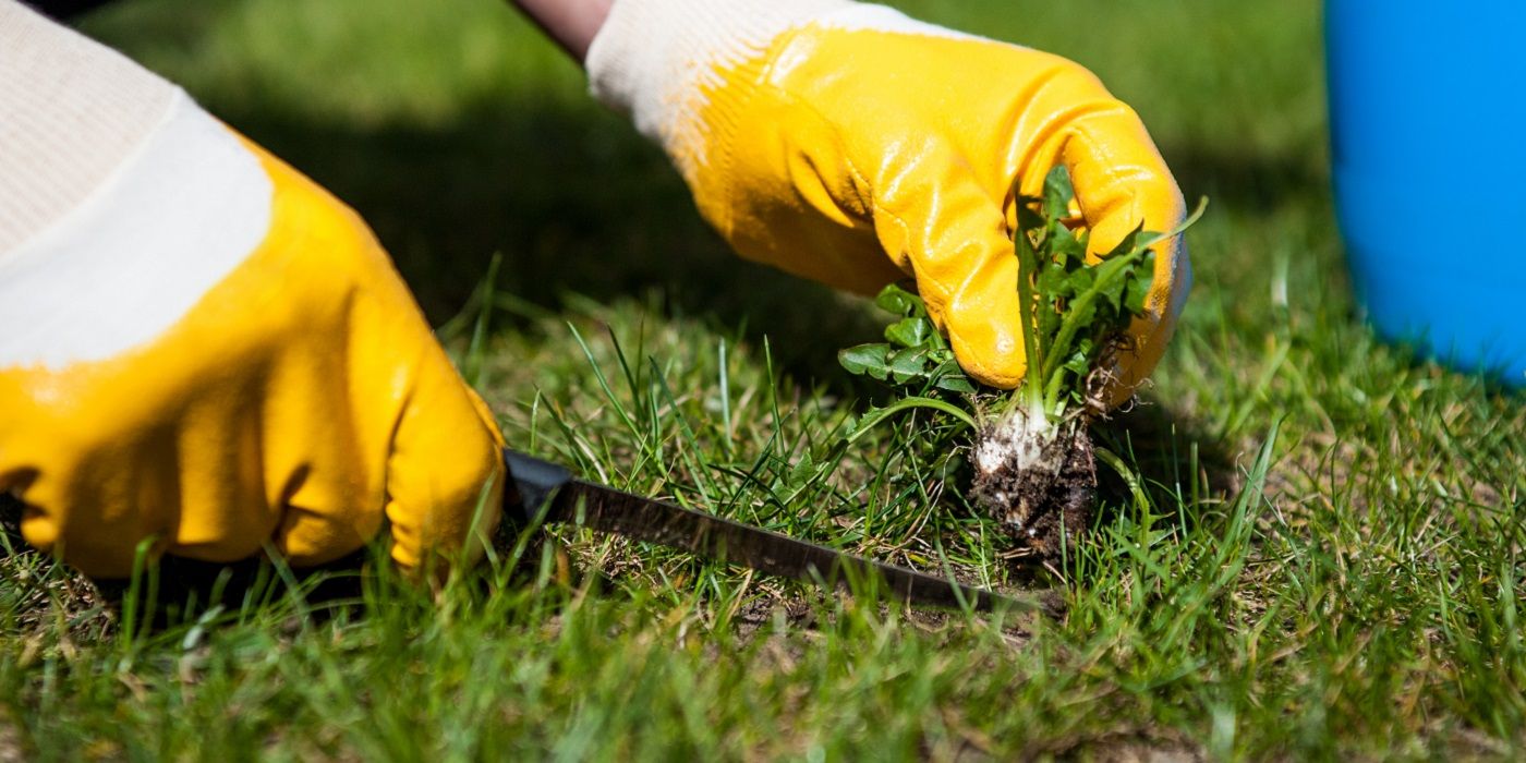 The Joy of Gardening: A Natural Path to Better Health and Happiness