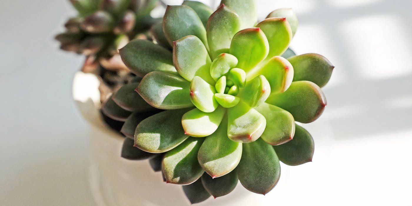 Minimalist Garden Design: 6 Plants To Include In These Garden Trends