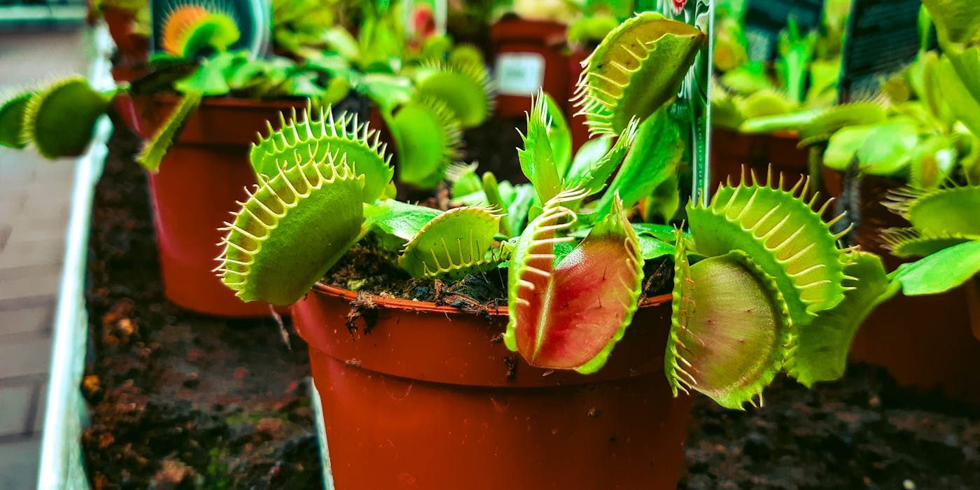6 Plants That Thrive Without Fertilizer
