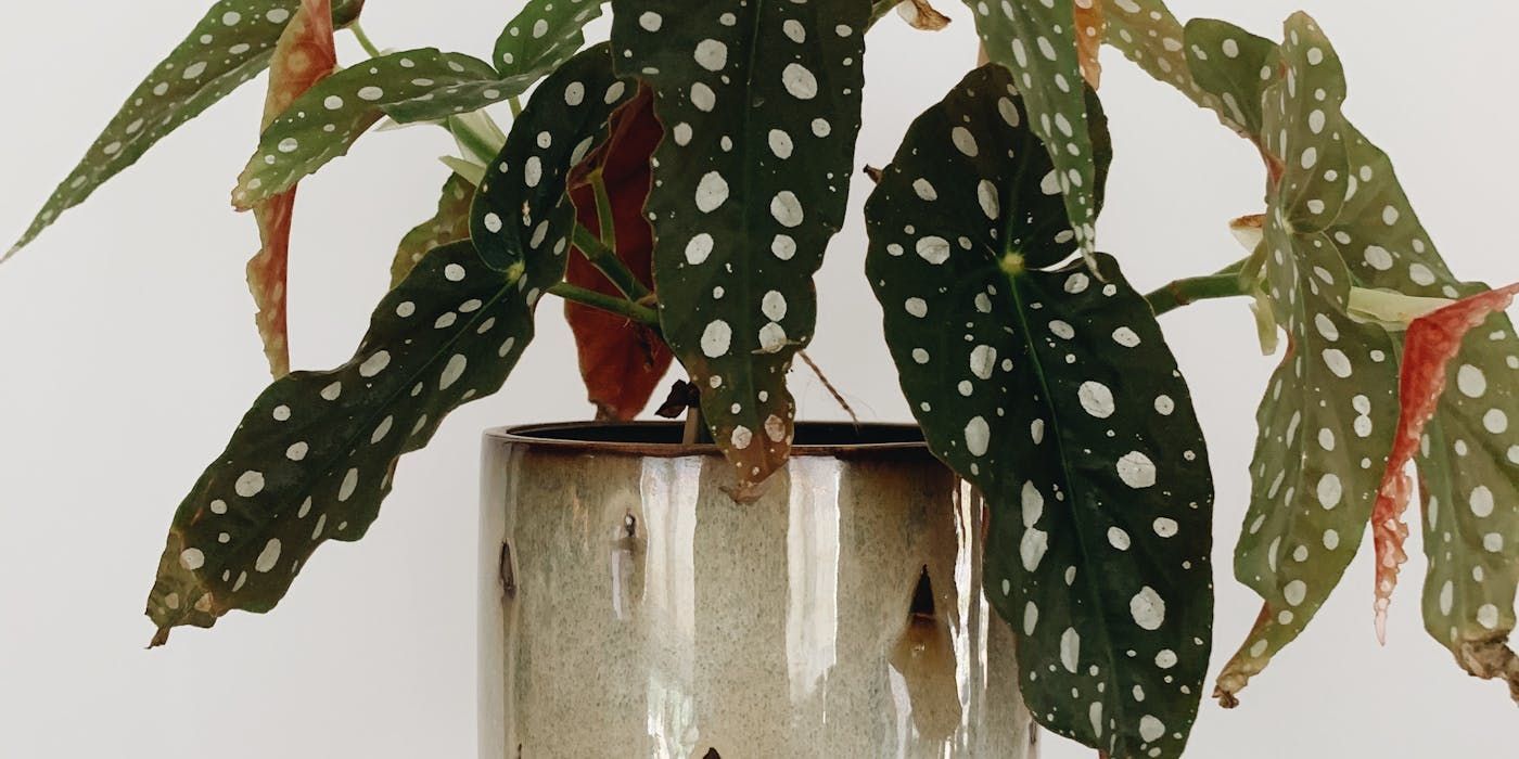 Plants with Strange Yet Stunning Leaves