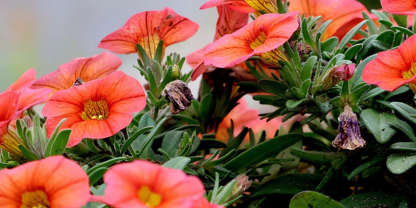 Top Border Flowers to Brighten Up Your Porch