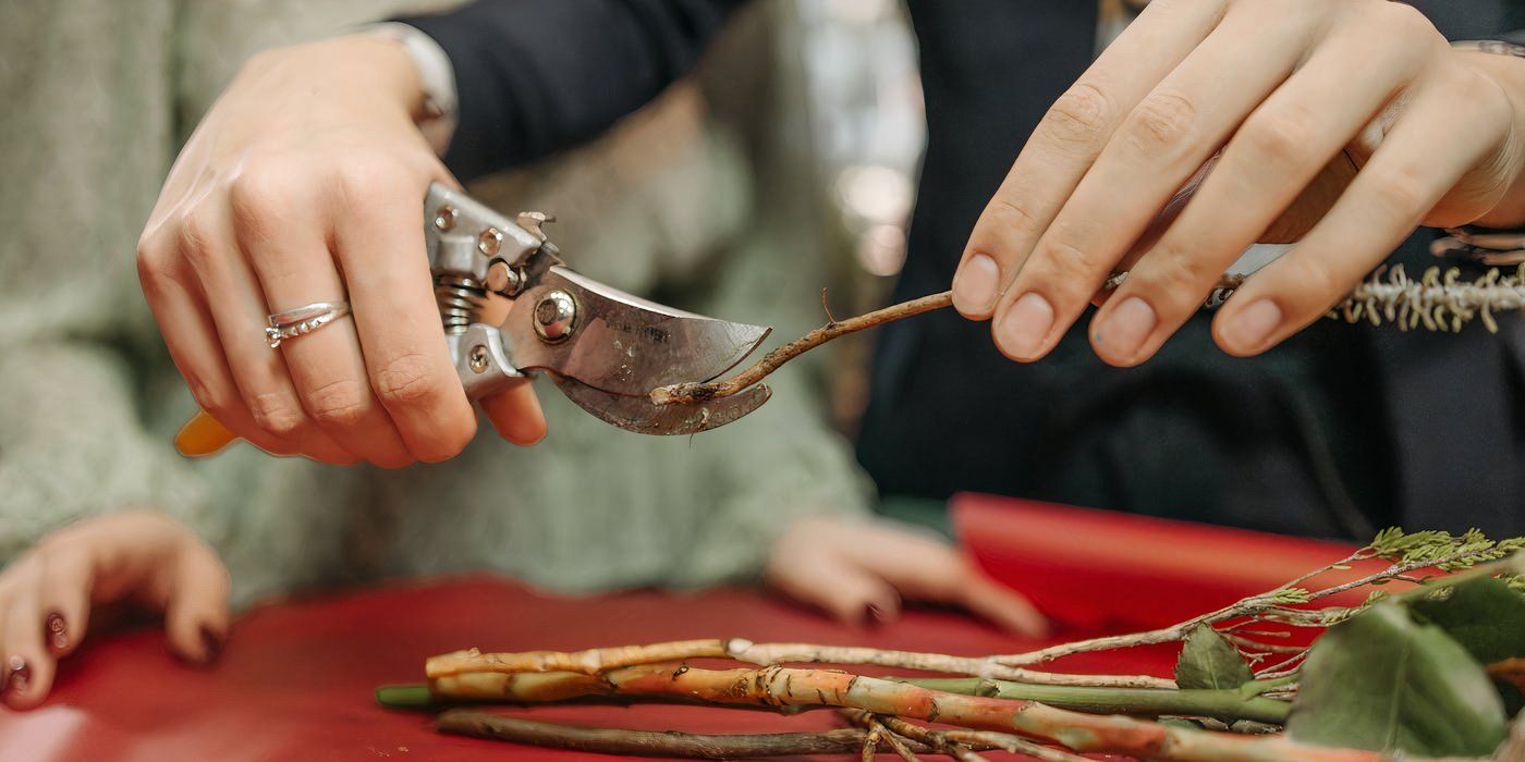 Rapid Plant Revival: Expert Strategies