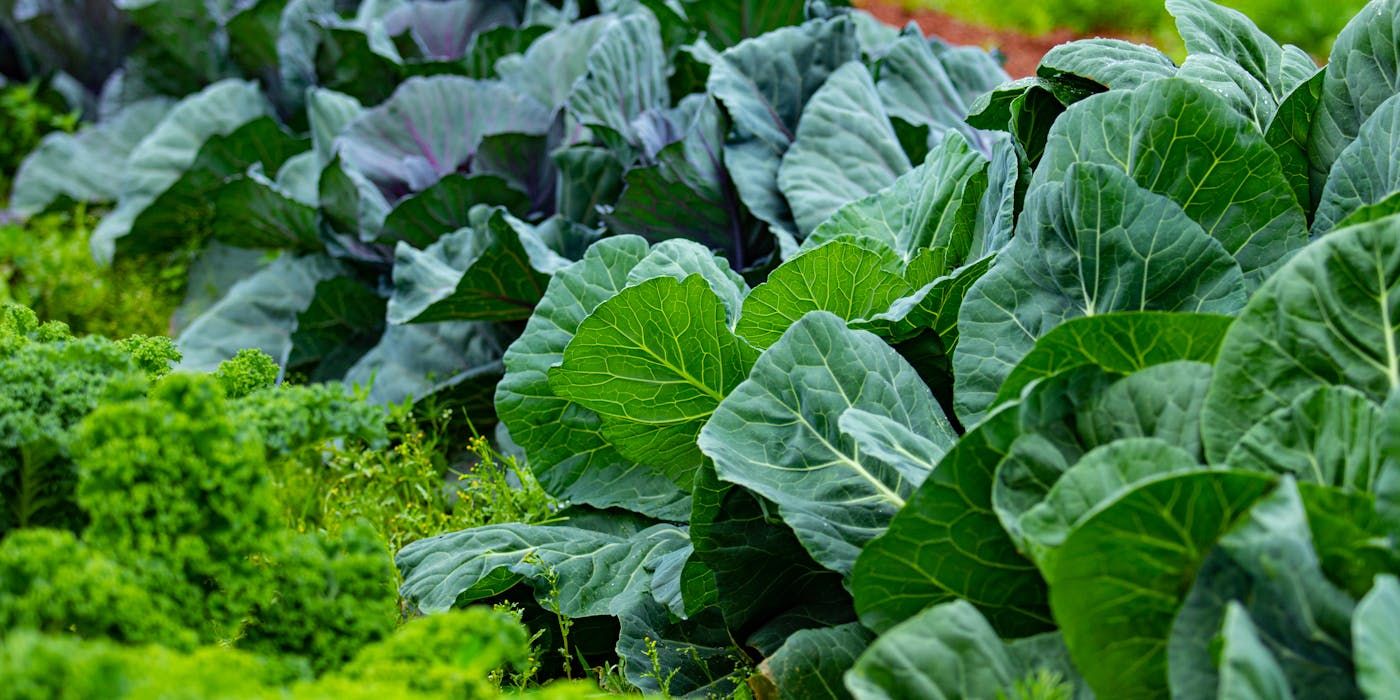 Exploring Peat Soil: What It Is and Which Plants Thrive in Its Richness