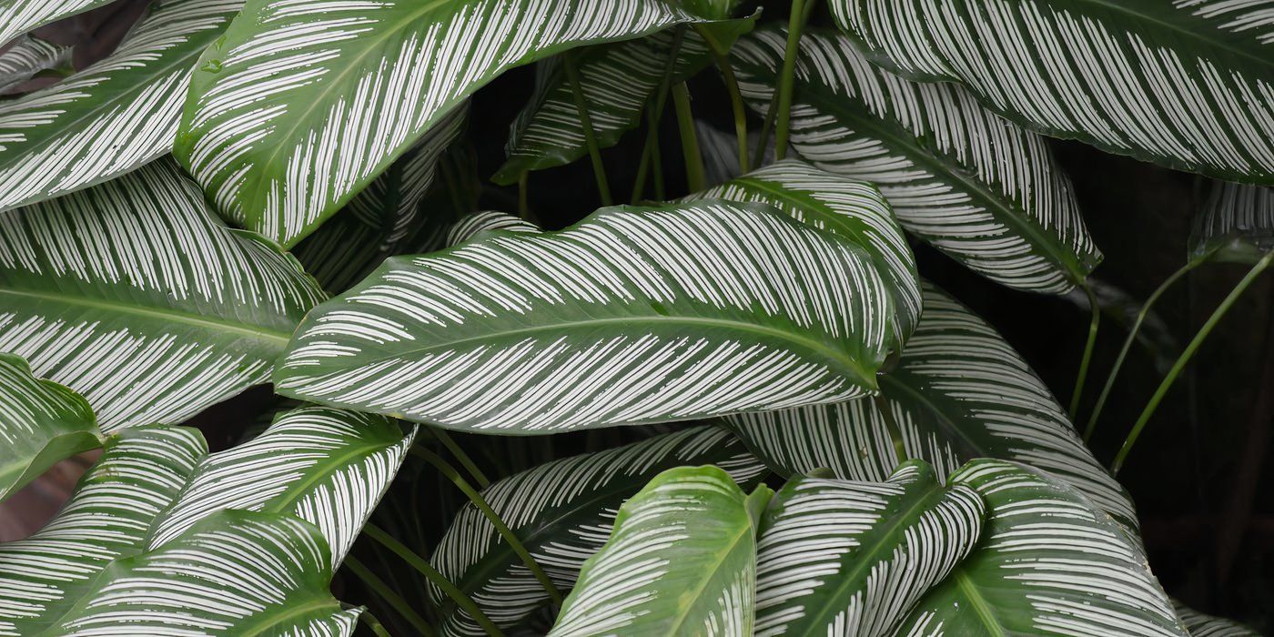 Plants with Strange Yet Stunning Leaves