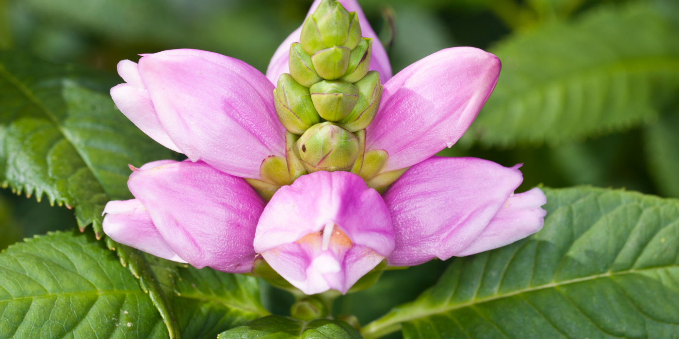 Moist Types of Soil: 7 Plants That Thrive Here