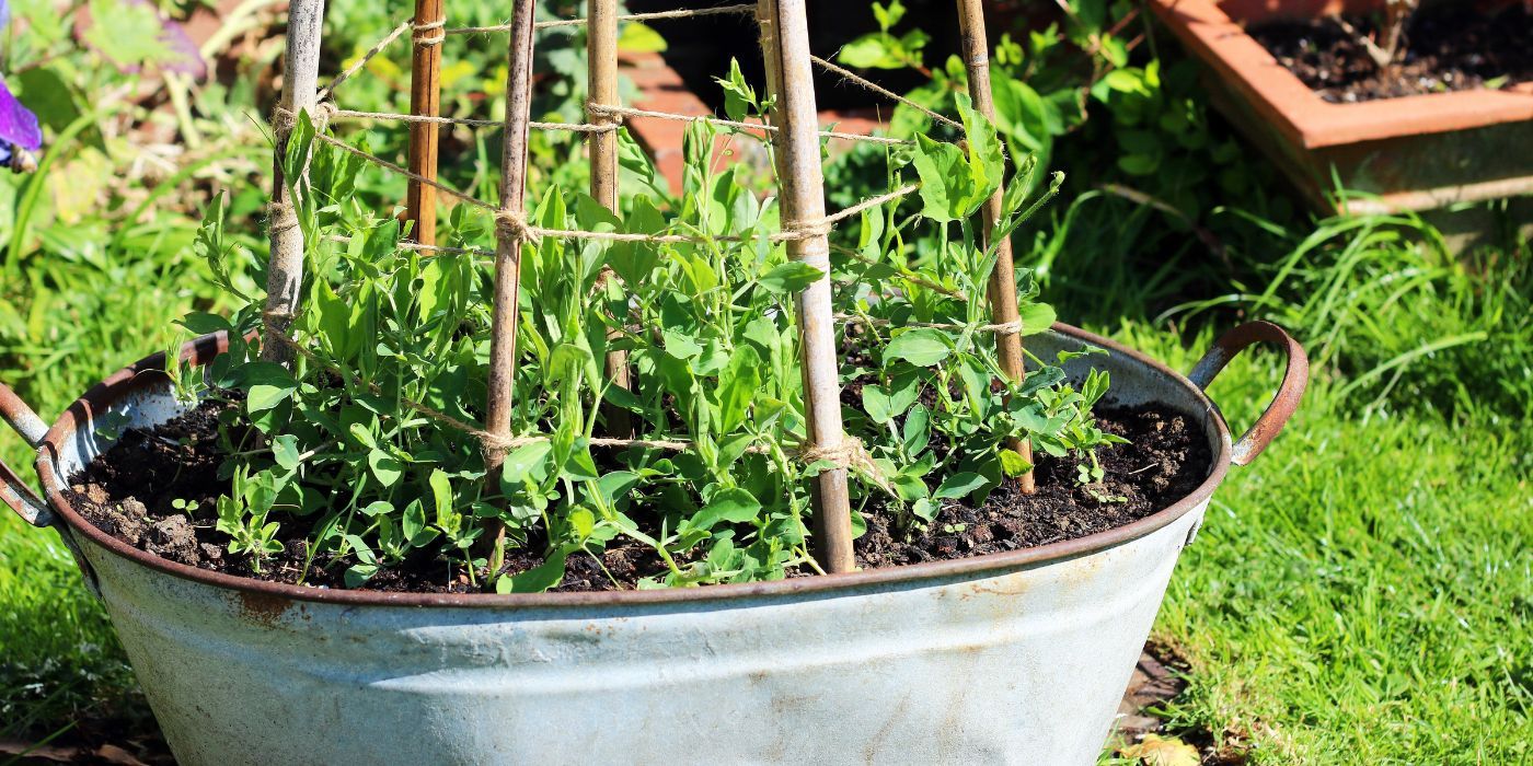 Garden Design Ideas: X4 Ways to Beautify Plant Supports