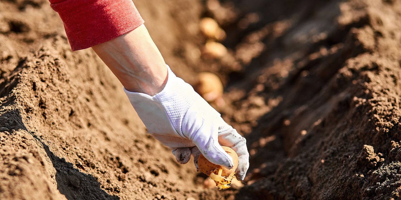 Cultivating Tubers: 6 Innovative Techniques for Planting Potatoes