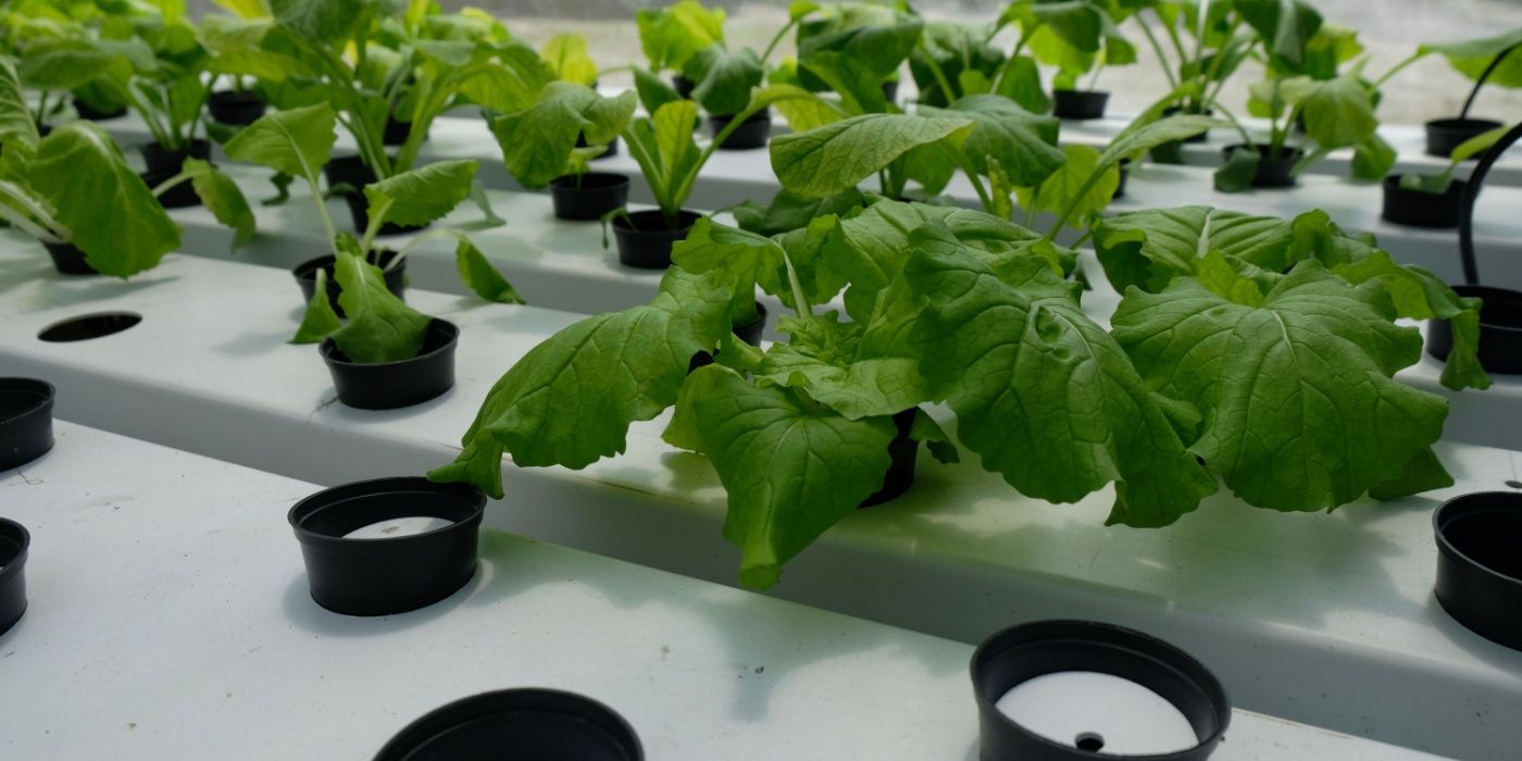 Cultivating Tubers: 6 Innovative Techniques for Planting Potatoes