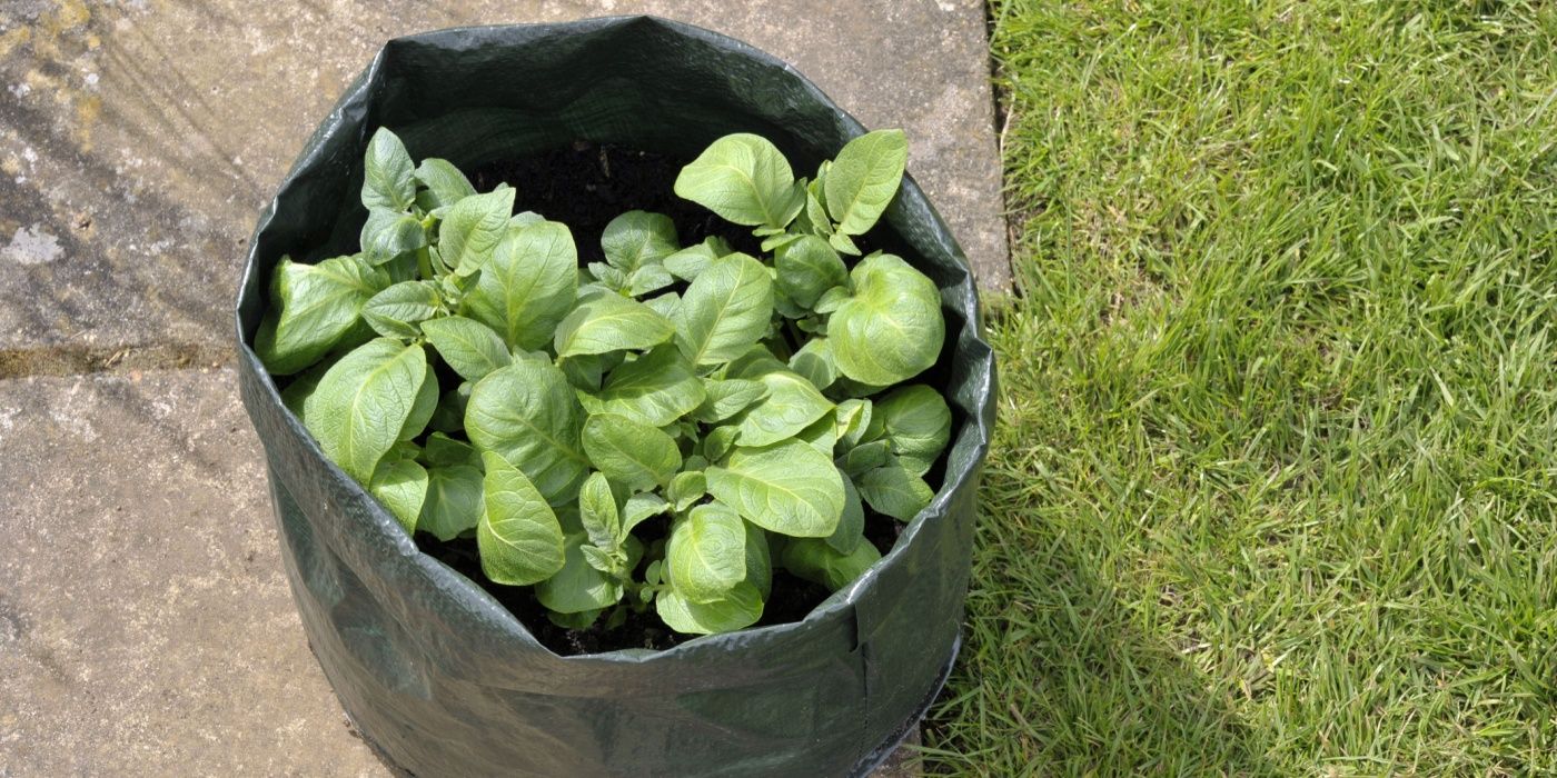 Cultivating Tubers: 6 Innovative Techniques for Planting Potatoes