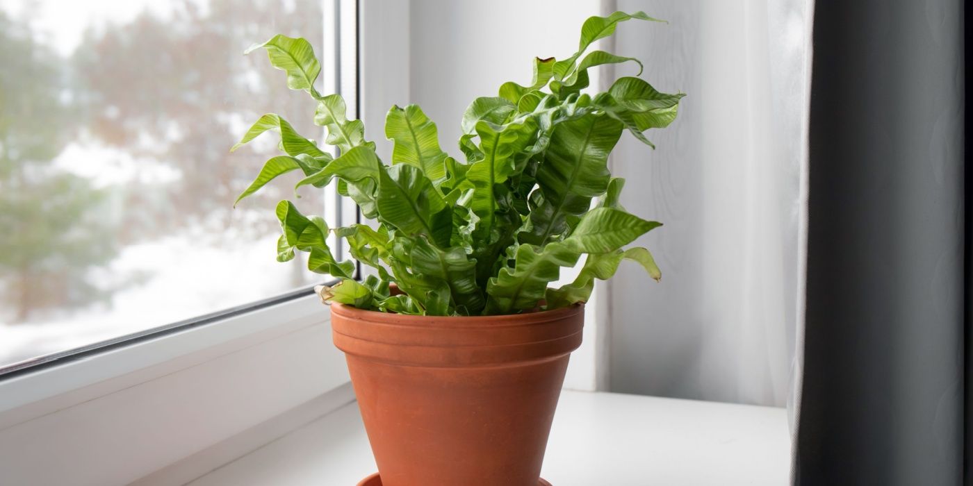 6 Plants That Thrive Without Fertilizer