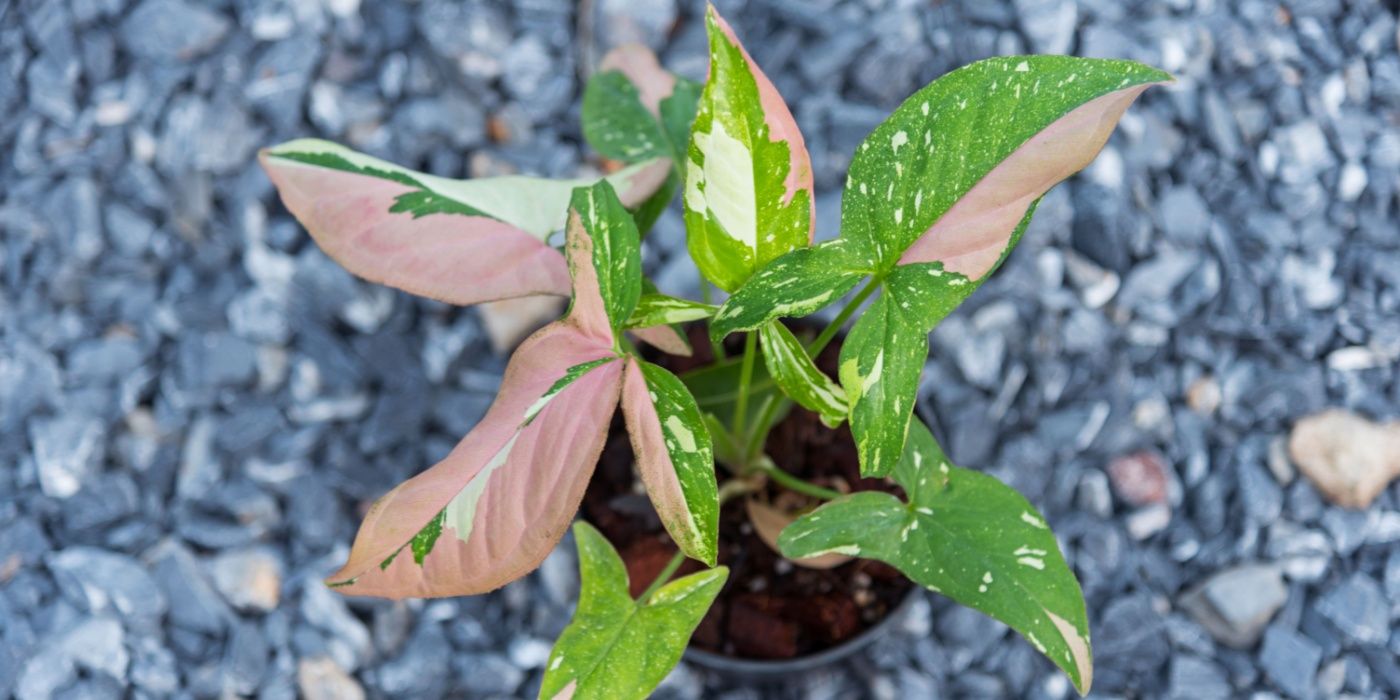 8 Rare Houseplants That Will Leave Your Guests in Awe