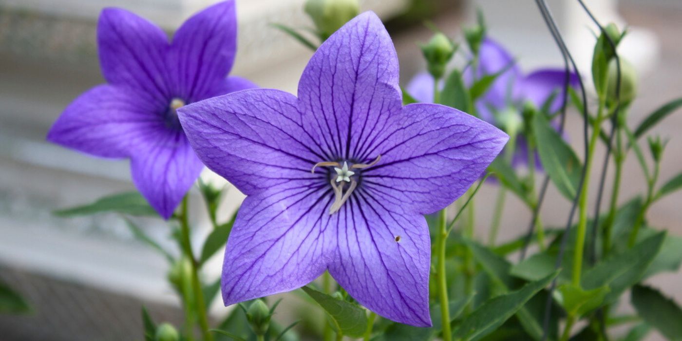 Show Off Your Garden With These 7 Highly Unique Flowers