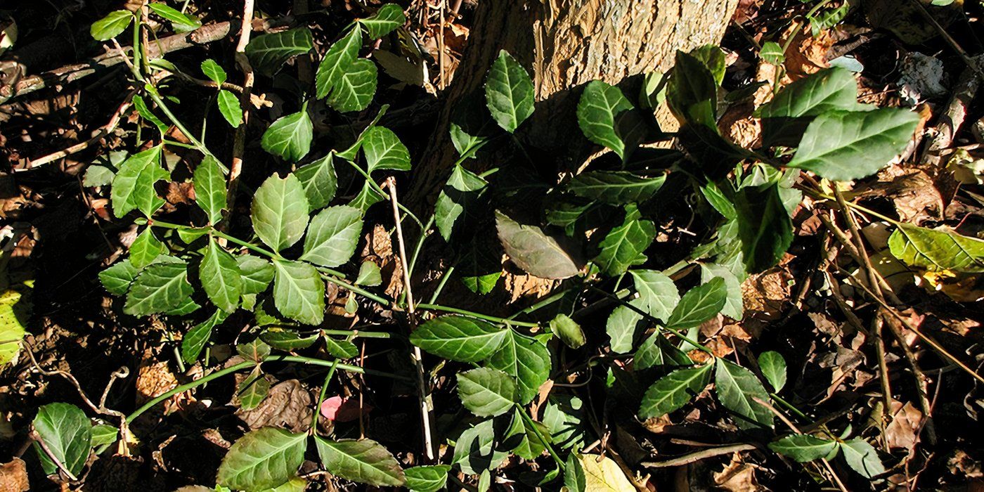 6 Most Dangerous Invasive Plants That Are Illegal