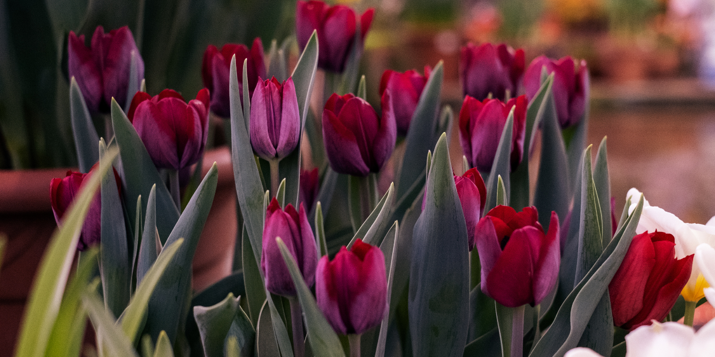 8 Gothic Flowers to Round Out Your Gothic Garden Design