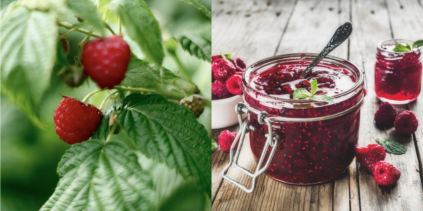 How To Grow Berries: 6 Garden Berries Perfect for Preserves Recipes