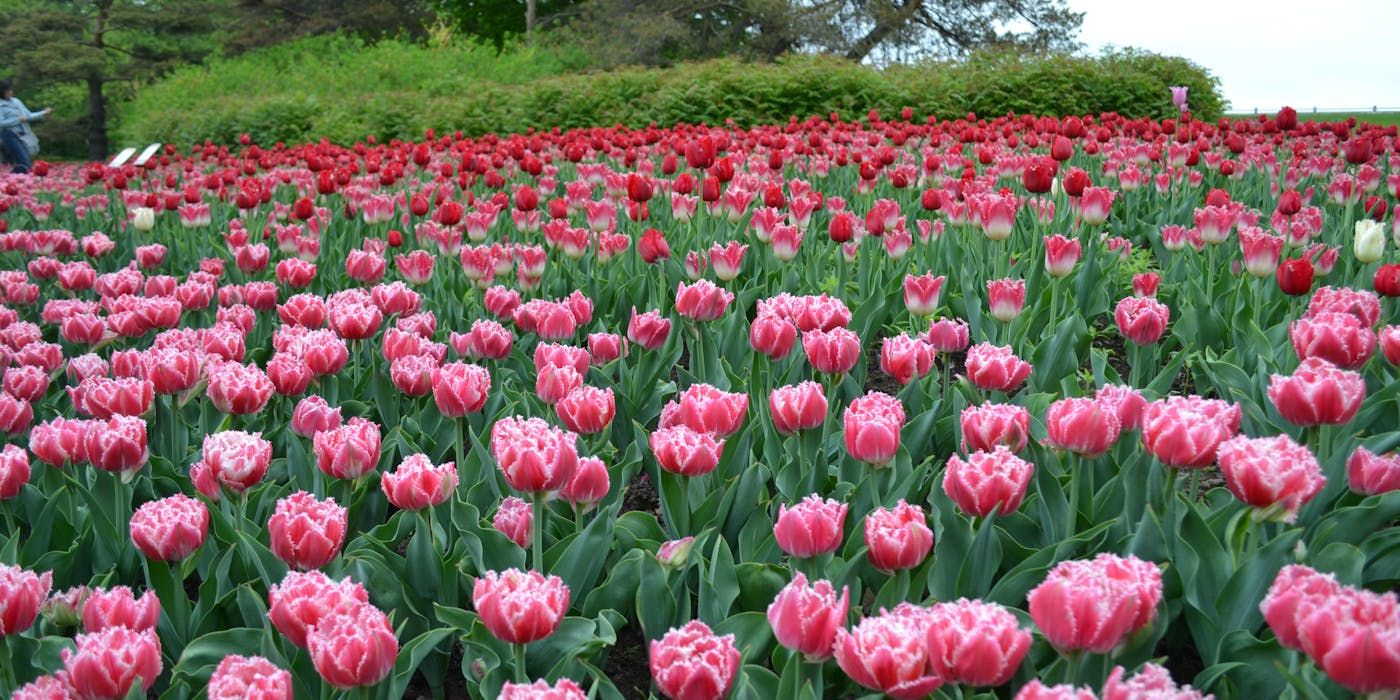 Top Flowers to Celebrate the 2024 Summer Olympics