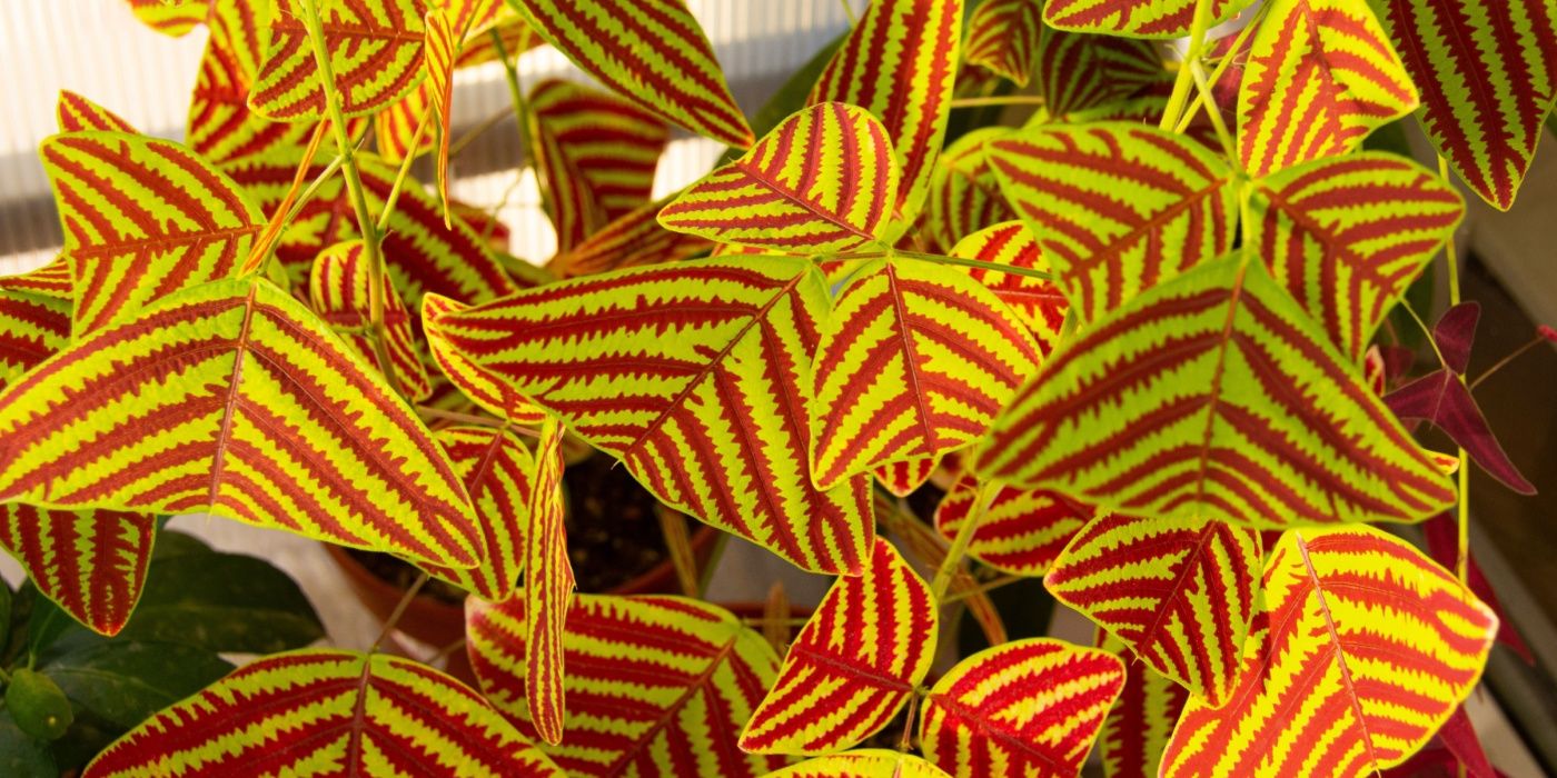 Plants with Strange Yet Stunning Leaves