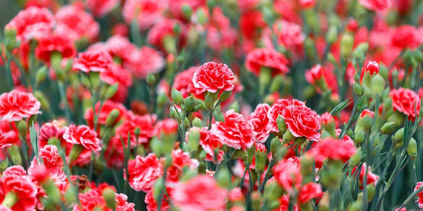 Top Plants and Flowers for a Romantic Garden