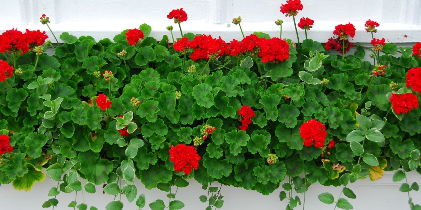 Add Colorful Window Boxes to Your Outdoor Design