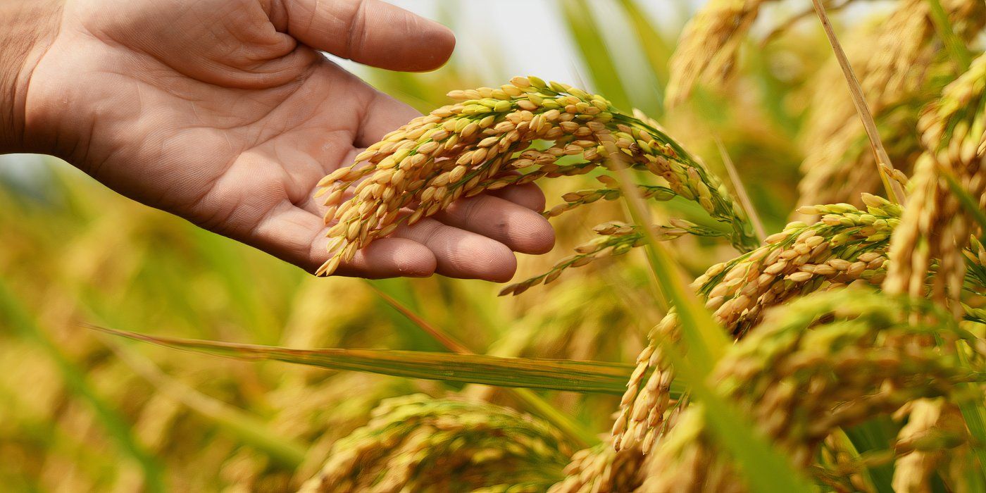 How Crops Like Buckwheat and Alfalfa Make Farming More Eco-Friendly
