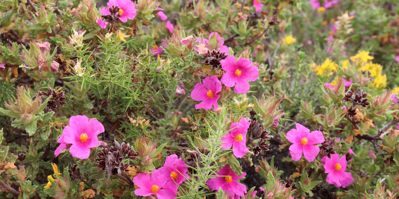 8 Pretty Plants and Flowers For Your Gravel Garden