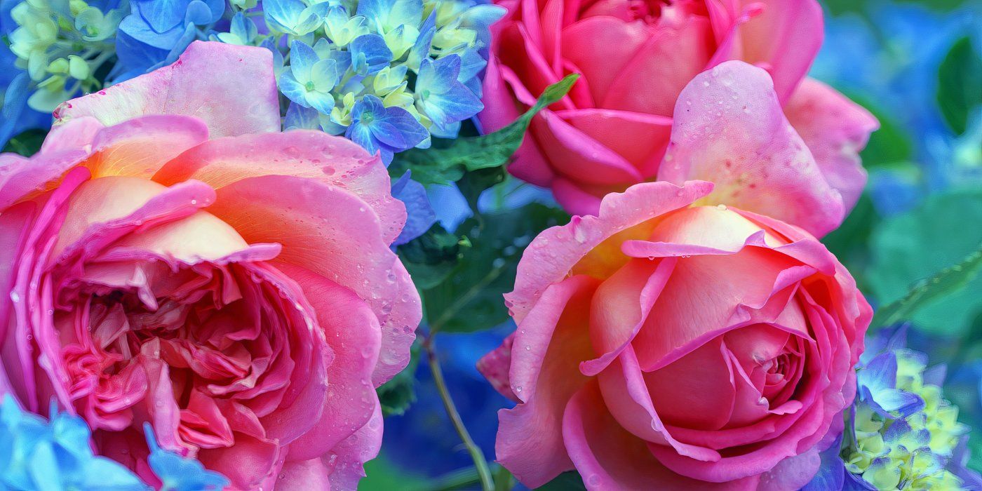 Discover the Favorite Flowers of Beloved Celebrities