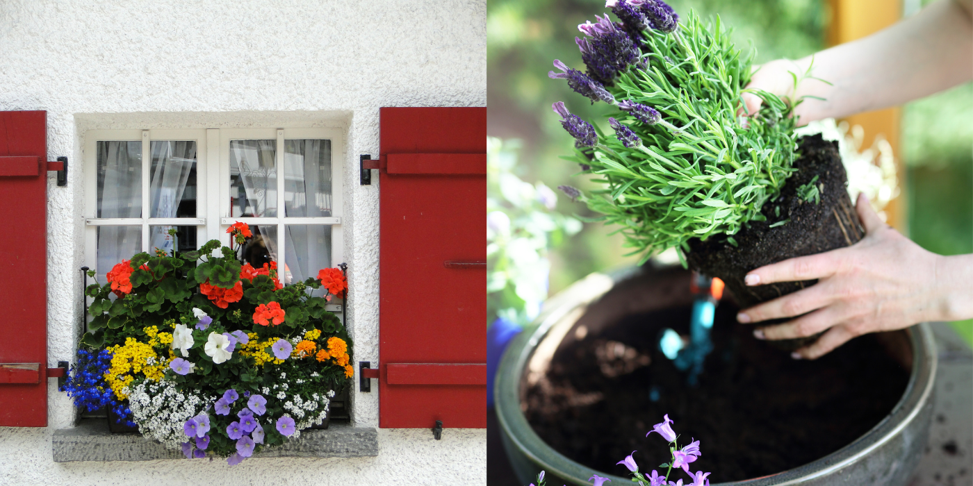 7 Plant Displays With the Latest Garden Trends