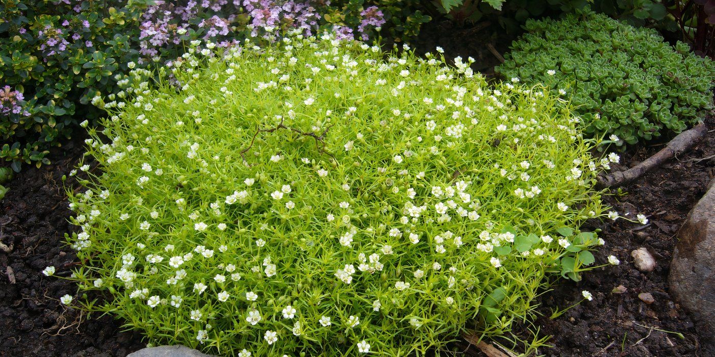 Tiny Plants: 6 Charming Small Indoor Plants