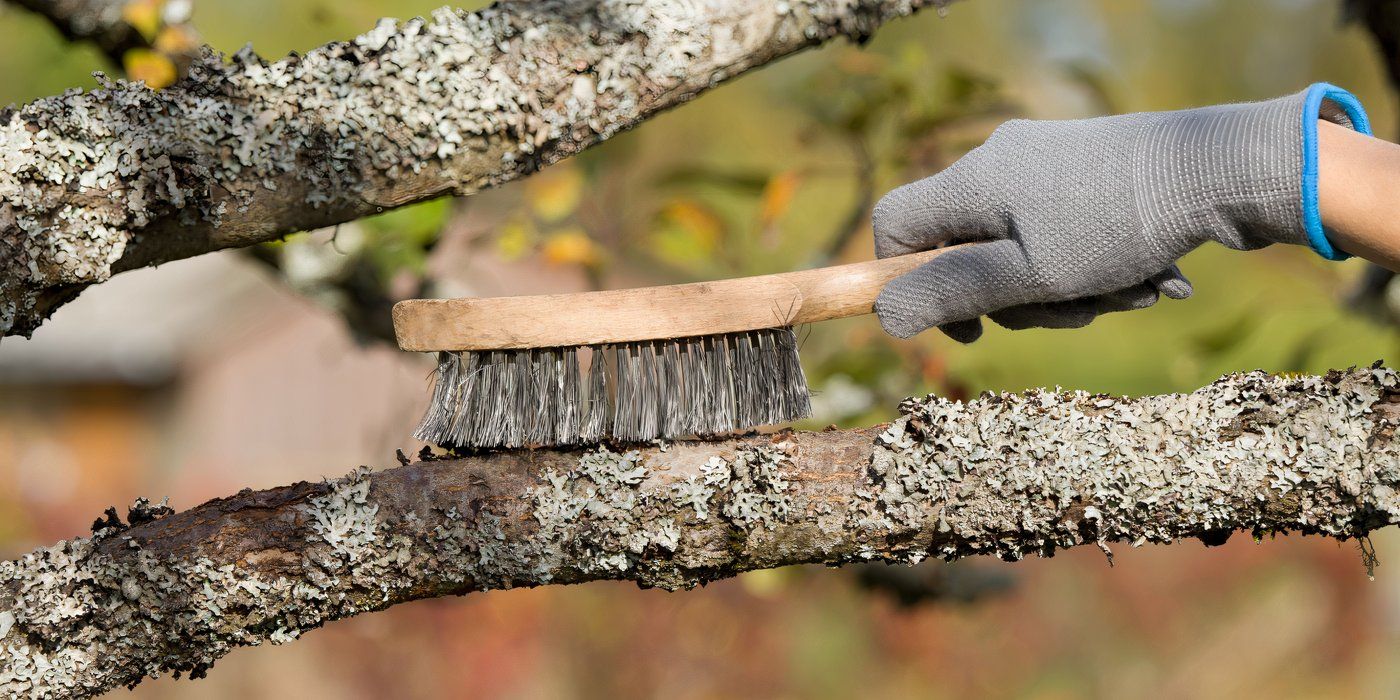 Tree Moss: How to Handle It and What It Means for Your Trees