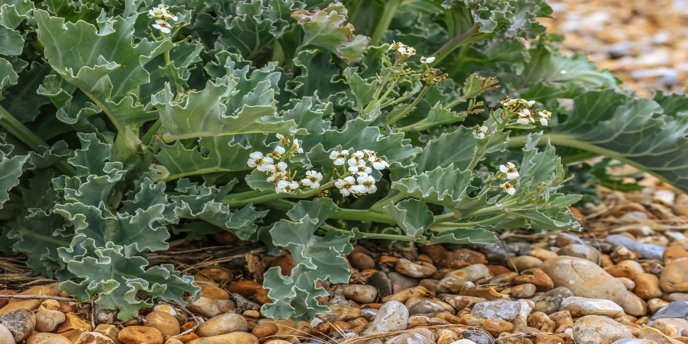 5 Easy Perennial Vegetables to Boost Your Edible Garden