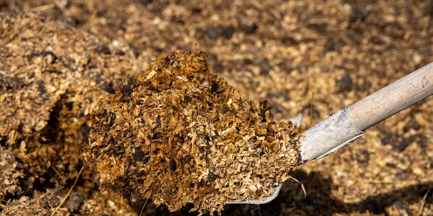 Can Dog Poop Be Good for Your Lawn?